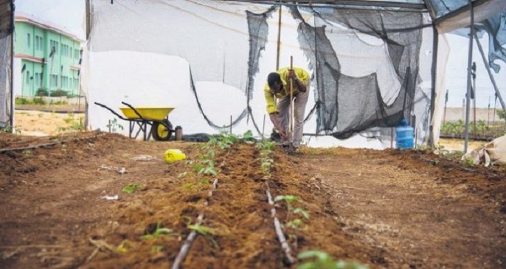 Somalia Farming- Somali Times