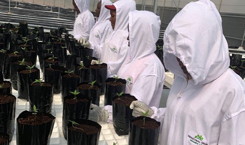Rwanda approves cannabis production for export - Somali Times