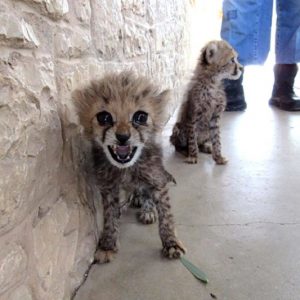 Somalia largest conduit for illicit cheetah trafficking to the Gulf ...