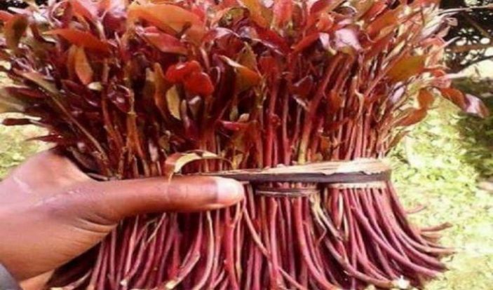 President Hassan Sheikh must allow miraa or his assets freeze by Kenya ...
