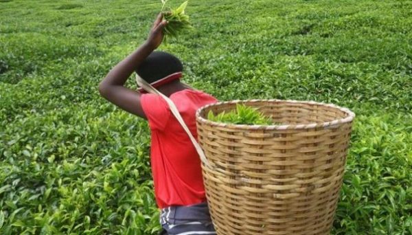 Kenya loses $2m weekly as the tea sector crisis spirals - Somali Times